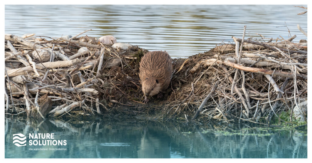Om stroom­gebieden te herstellen, moet je denken als een bever! - Nature Solutions